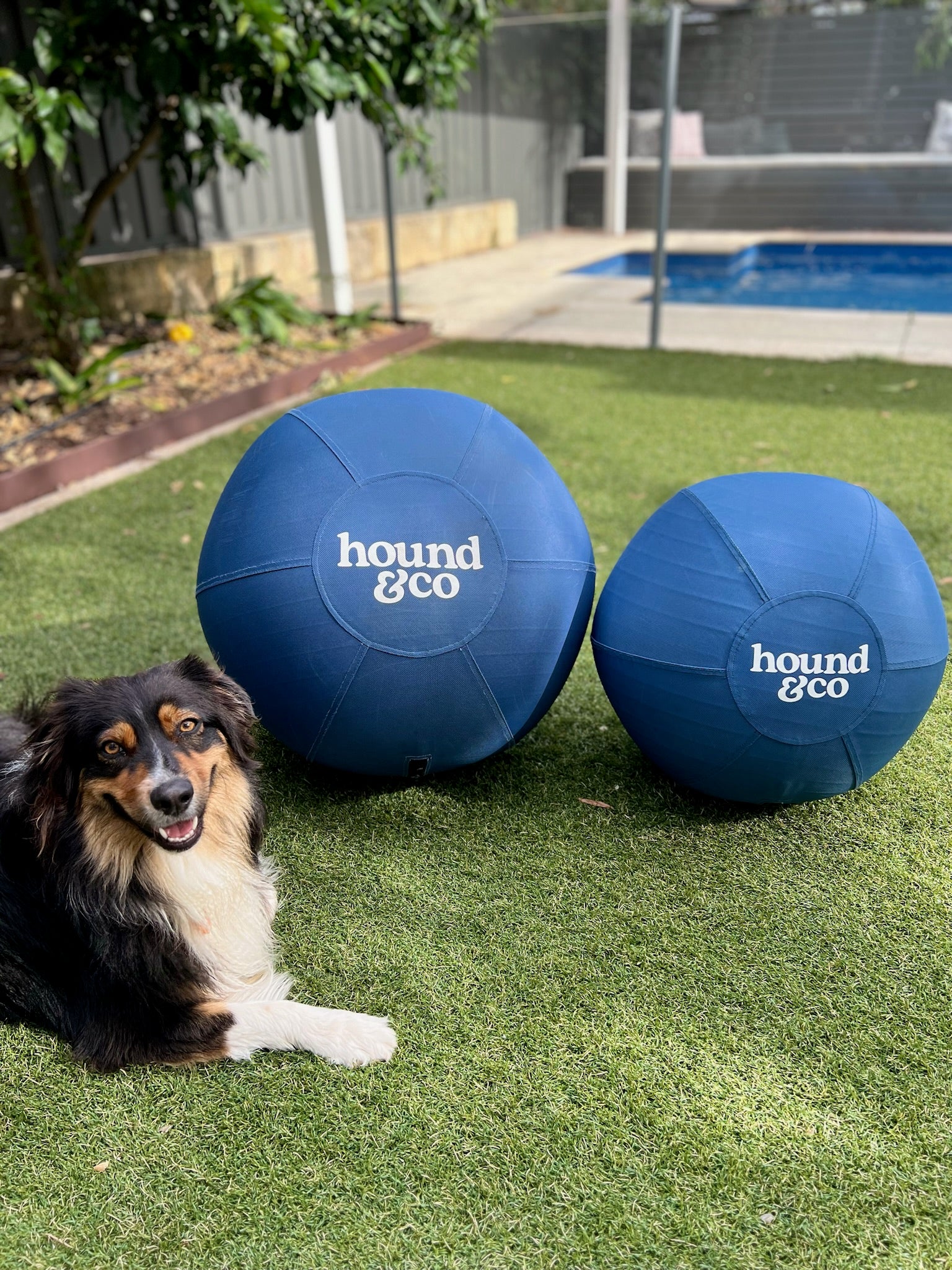 Herding Ball for Dogs | Shop online at Hound&CO / Dog chasing big ball / – Hound&Co