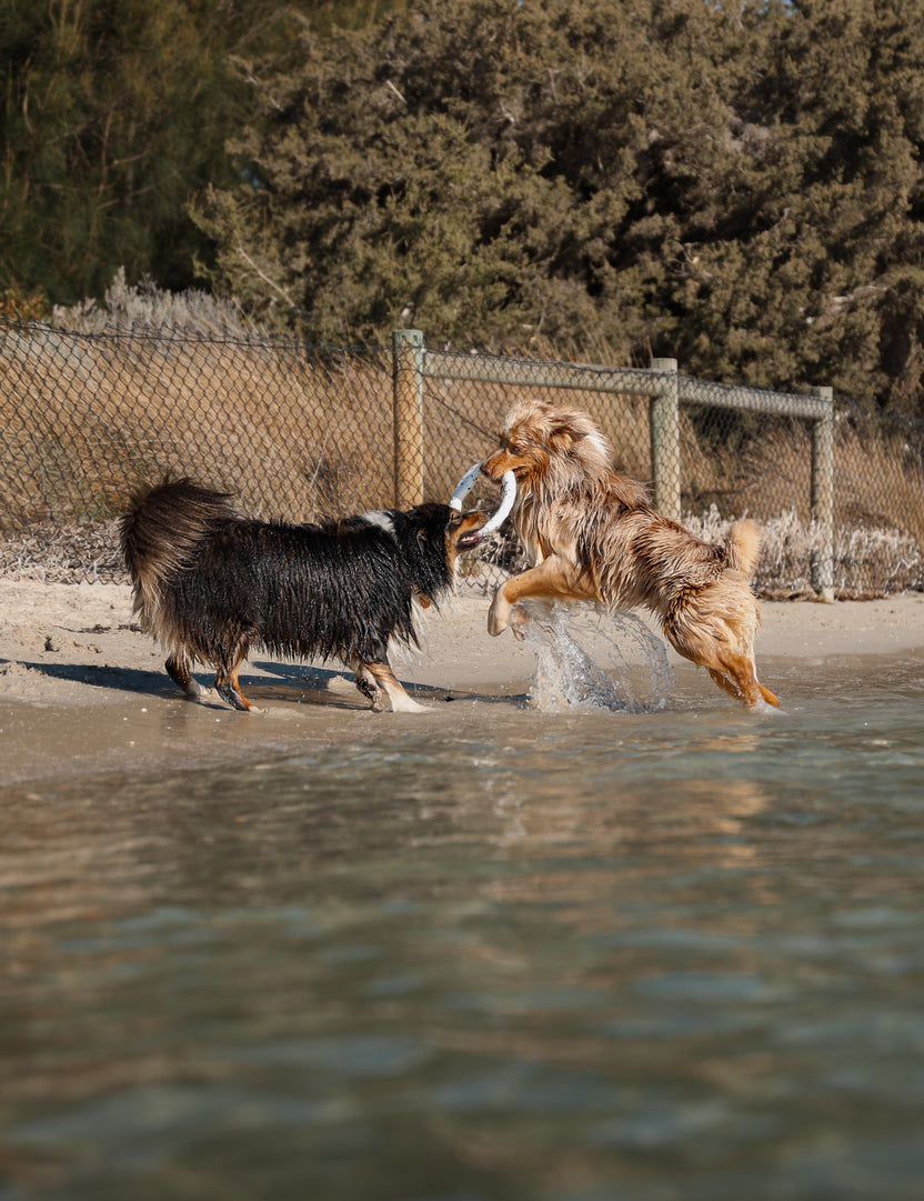 Hound & Co – Hound&Co