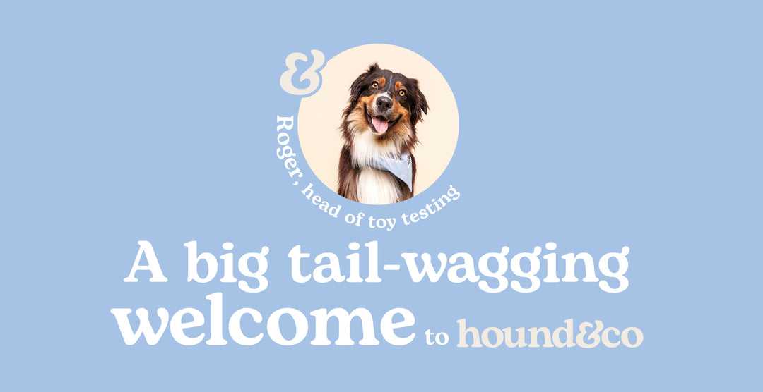 Herding Ball for Dogs | Shop online at Hound&CO / Dog chasing big ball / – Hound&Co