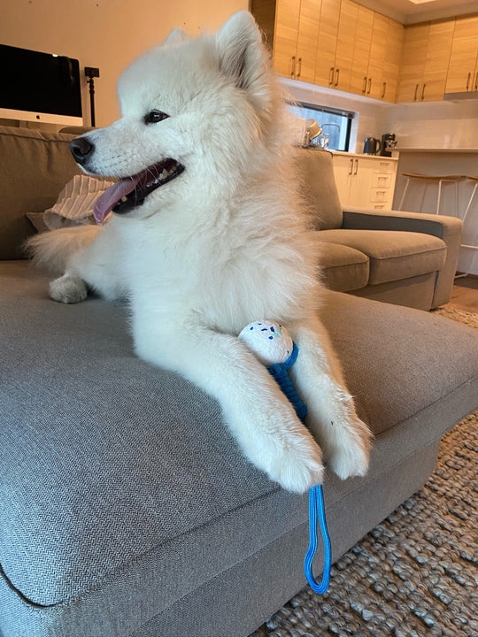 Herding Ball for Dogs | Shop online at Hound&CO / Dog chasing big ball / – Hound&Co