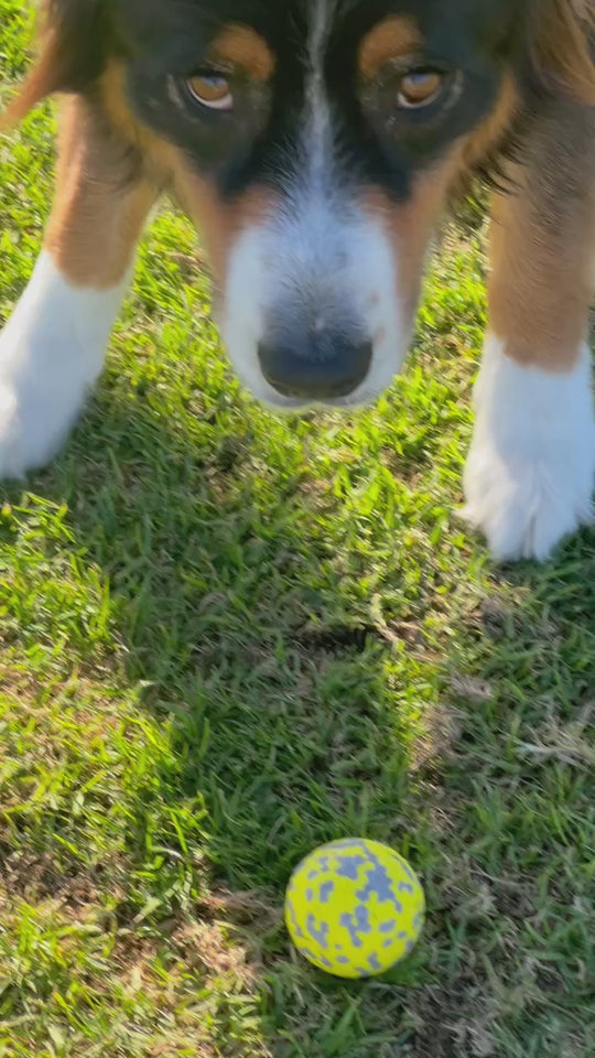 Herding Ball for Dogs | Shop online at Hound&CO / Dog chasing big ball / – Hound&Co