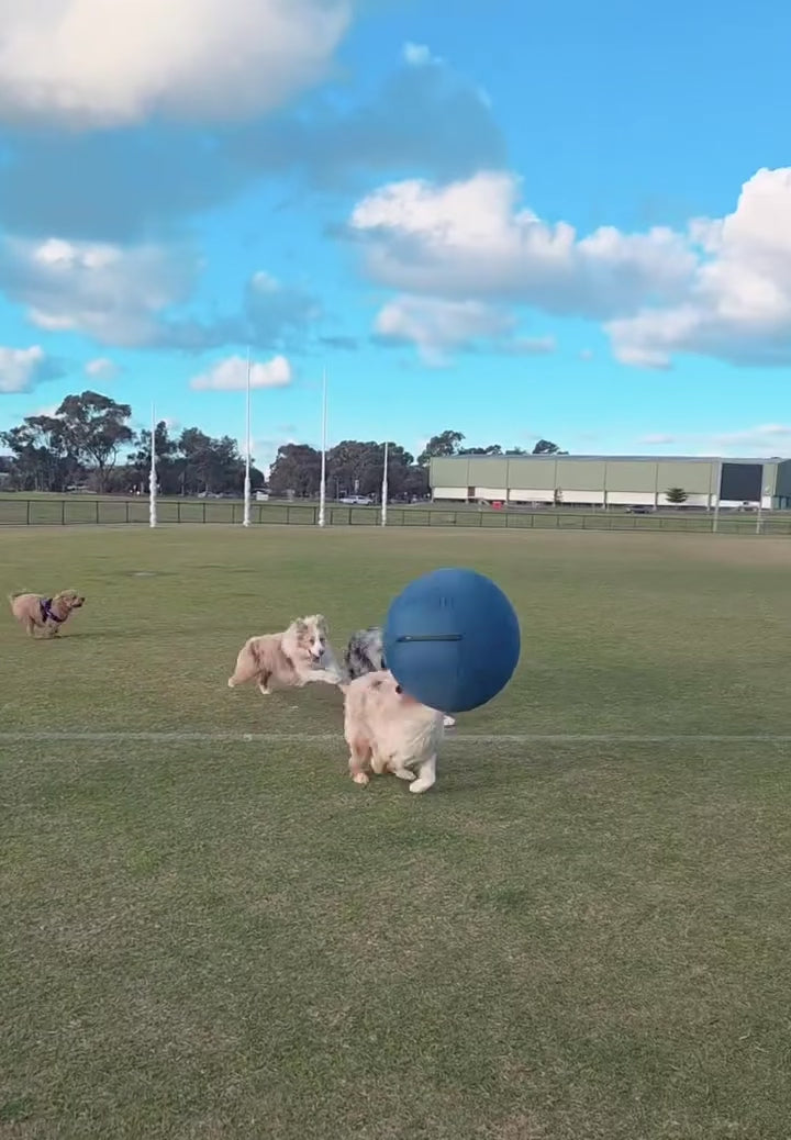 Herding Ball for Dogs | Shop online at Hound&CO / Dog chasing big ball ...