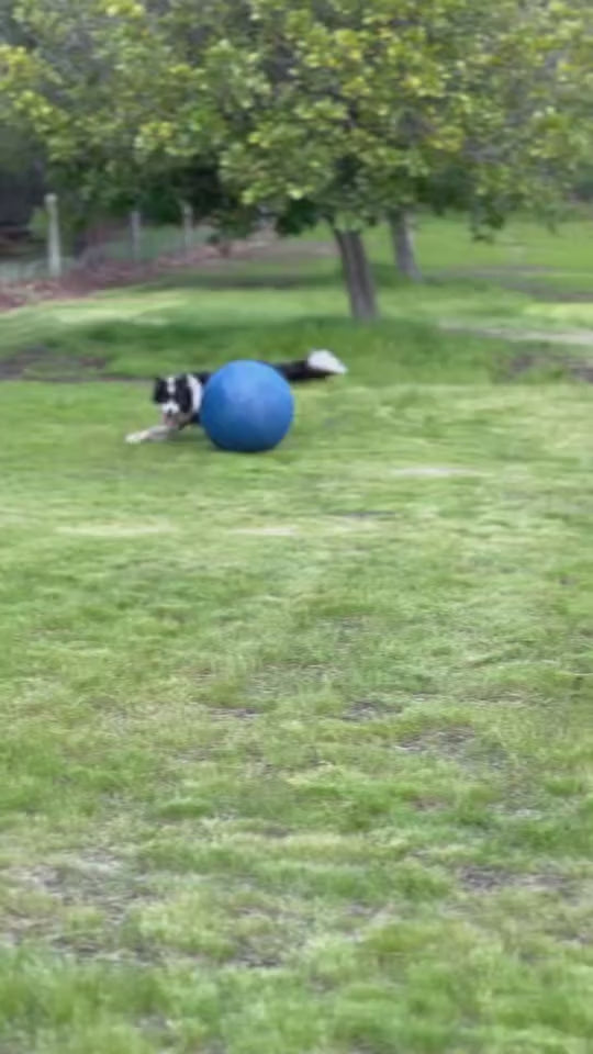 Herding Ball for Dogs | Shop online at Hound&CO / Dog chasing big ball ...