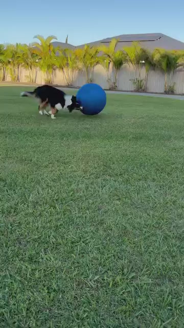 Herding Ball for Dogs | Shop online at Hound&CO / Dog chasing big ball ...