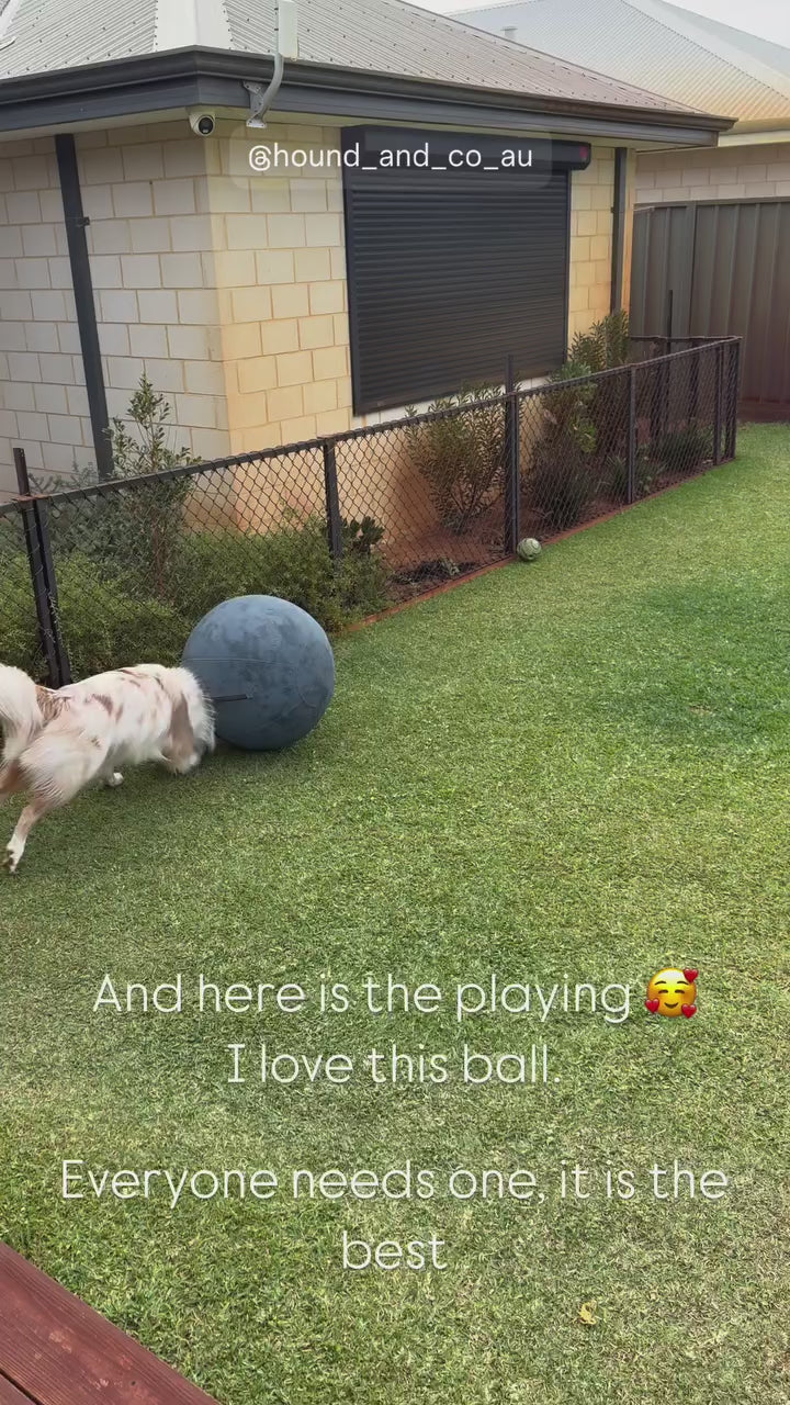 Herding Ball for Dogs | Shop online at Hound&CO / Dog chasing big ball ...