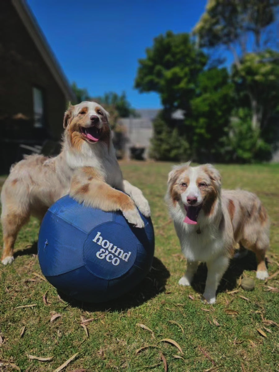 Herding Ball for Dogs | Shop online at Hound&CO / Dog chasing big ball / – Hound&Co